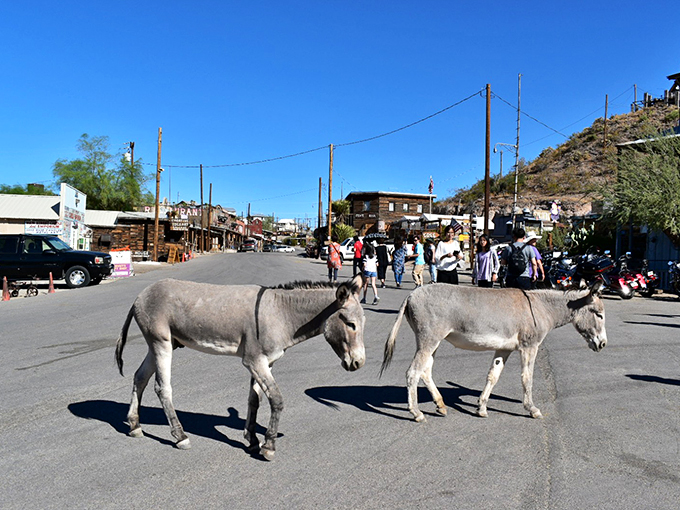 In Oatman, traffic jams have four legs and fuzzy ears. These burros are the true mayors of Main Street!