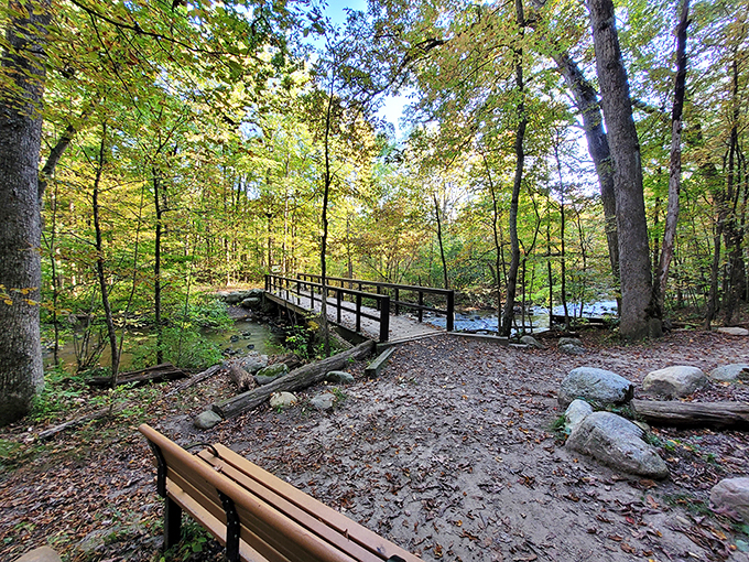Wooden wonderland! Seidman Park's boardwalk invites you to stroll above the forest floor like a woodland VIP.