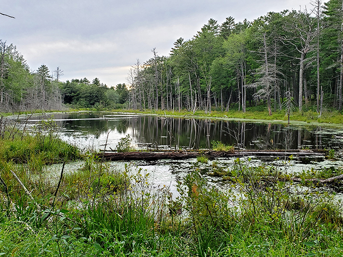 Swan Island: Where wildlife and bygone days coexist. Abandoned houses stand as nature's bed and breakfast for curious critters.