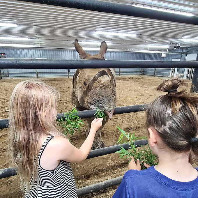 Feeding time at the rhino corral! These gentle giants have appetites that could put your Thanksgiving dinner to shame.