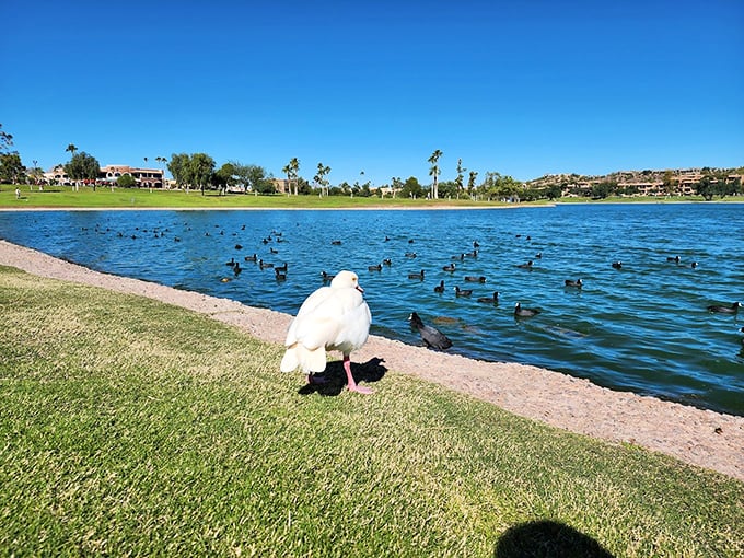 Where desert meets water - ducks and geese have turned this man-made lake into their favorite Arizona swimming pool. 