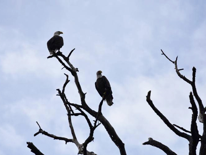 Majestic sentinels of the sky, these bald eagles are nature's own paparazzi, always on the lookout for the next big scoop (of fish).