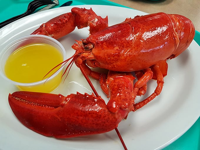 This crimson beauty poses with drawn butter like a celebrity at its own delicious photo shoot.