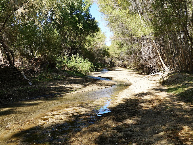 The Hassayampa River: Where "dry river" meets "wet dream" for nature lovers. It's like Mother Nature's own lazy river ride, minus the inner tubes.