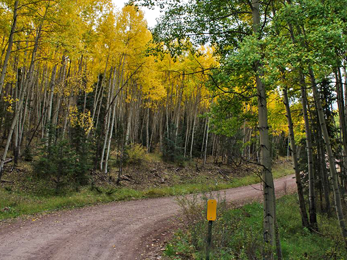 The road less traveled: Alpine's trails beckon adventurers with the promise of hidden vistas and the sweet symphony of rustling leaves.