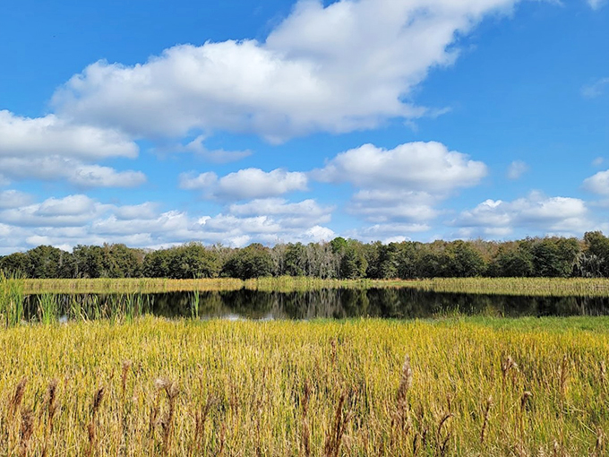 Florida's version of a mountain vista! Colt Creek serves up a buffet of natural beauty with a side of serenity.