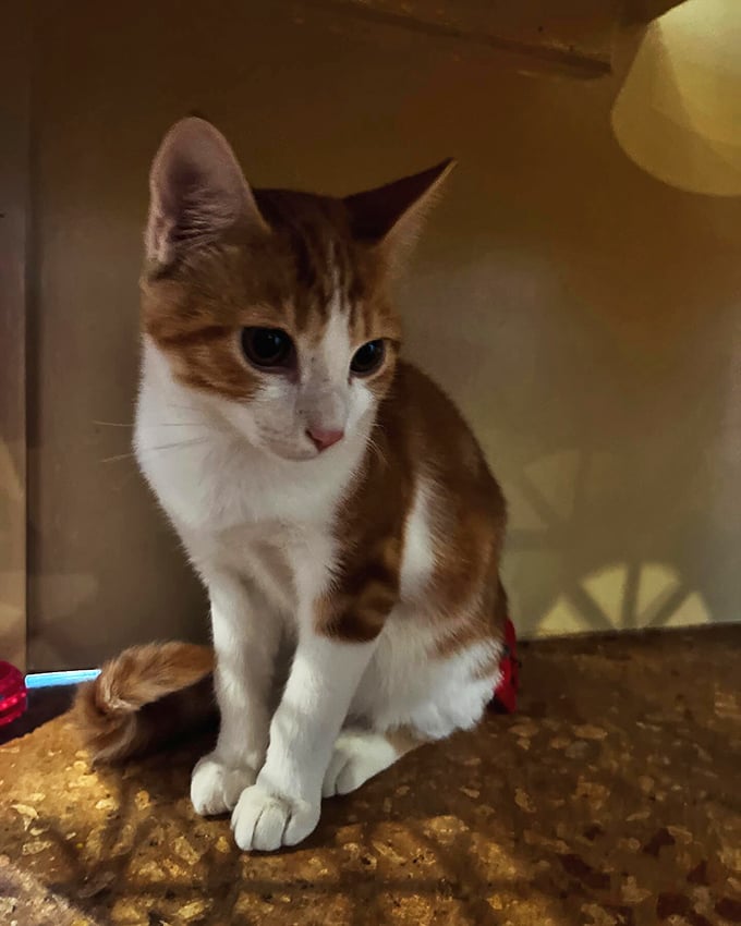 Meet your new boss! This adorable tabby seems to be auditioning for the role of cafe supervisor. Those eyes say, "I'm judging your latte-sipping technique."