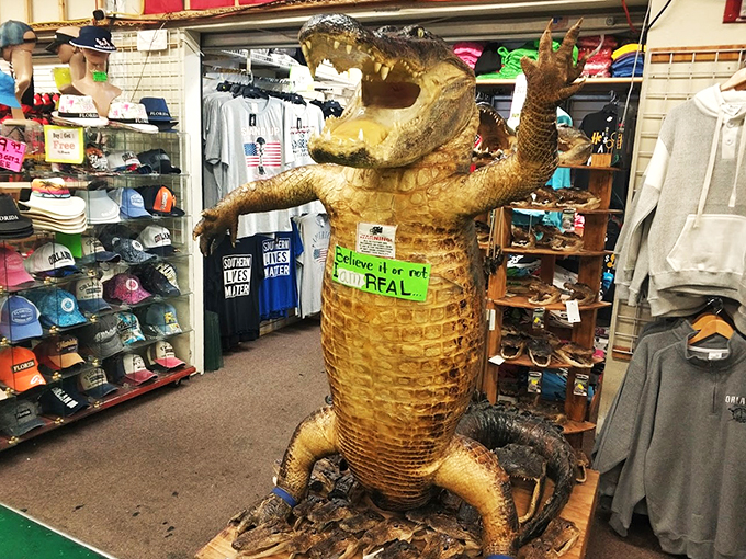 "Believe it or not, I am real!" This gator's got more bite than bark, serving up a chomping good photo op amidst a sea of Floridian flair.