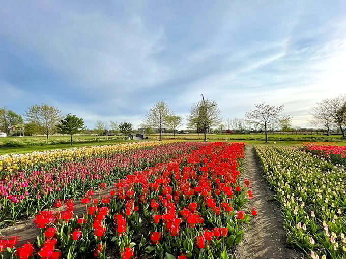 Holland's tulip fields burst with color, proving that sometimes the best Dutch treats aren't the edible kind.