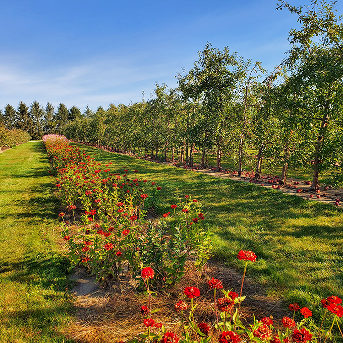 Apple trees as far as the eye can see! It's like Mother Nature's version of an all-you-can-eat buffet. Photo credit: E.Prasanna Venkatesan
