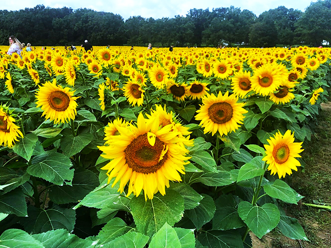 Flower power in full force! Where conservation meets Instagram-worthy views. It's like Earth Day and golden hour had a love child.