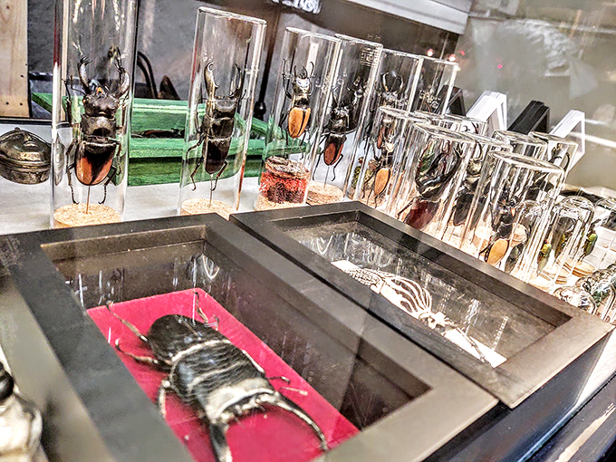 "Creepy crawlies galore! This oddities emporium showcases nature's weirdest wonders, from iridescent butterflies to beetles built like tanks." Photo credit: Voodoo's World of Oddtiques