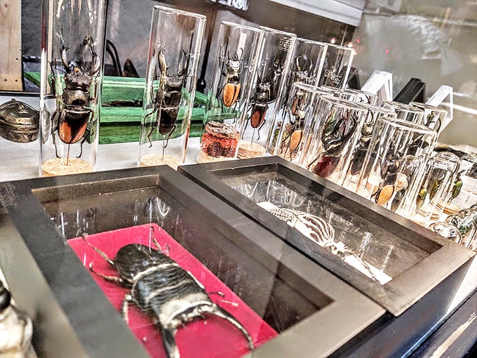 "Creepy crawlies under glass &ndash; it's like a bug's life, but with a twist of 'Stranger Things'." Photo credit: Voodoo's World of Oddtiques