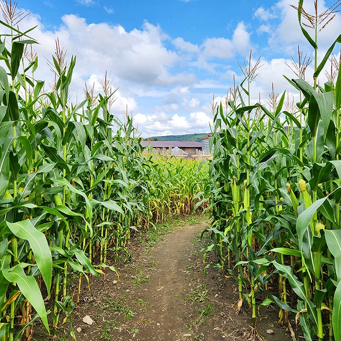 Maze craze! Where getting lost is half the fun and finding your way out is the other half.