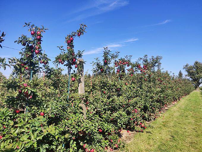 Who needs a gym when you can reach for the stars... or at least the highest apples? Orchard yoga, anyone? Photo credit: Jay Simha