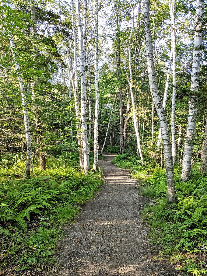 Rocky shores, spruce-scented air, and diving ospreys &ndash; Moose Point has it all! Just don't expect the seals to share their sunbathing spots.