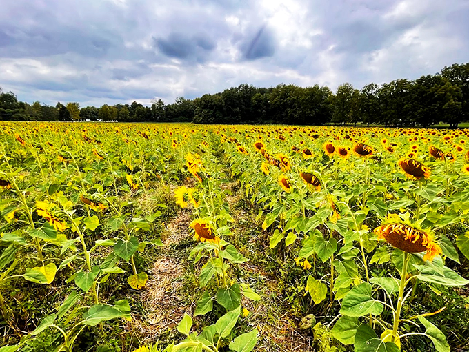 Sunflowers stretching to the horizon. It's as if the sun itself decided to take root and grow a few thousand mini-mes.