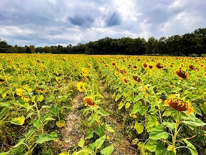 Sunflowers stretching to the horizon. It's as if the sun itself decided to take root and grow a few thousand mini-mes.