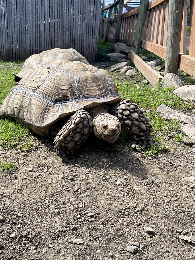 Meet the zoo's resident slow-motion superstar. This tortoise has perfected the art of leisurely living &ndash; a true role model for retirees everywhere.