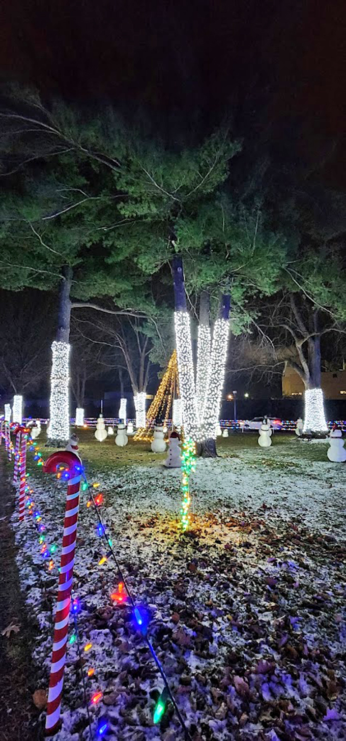 Who needs leaves when you've got lights? These trees have traded their green for a dazzling wardrobe that would make any fashionista jealous.