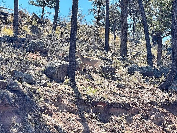 A curious deer pauses between ponderosa pines, giving travelers their own National Geographic moment on the scenic byway.