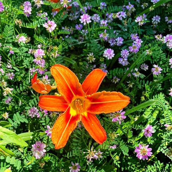 Mother Nature's fireworks display: Where orange lilies steal the spotlight. It's like a botanical mic drop amidst a sea of purple supporting actors.