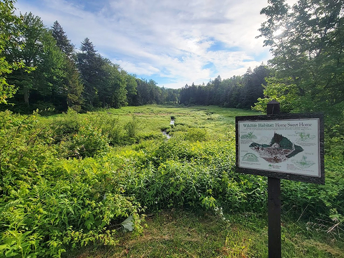 Nature's classroom stands ready with lessons about local wildlife. No pop quizzes here - just pure woodland wisdom.