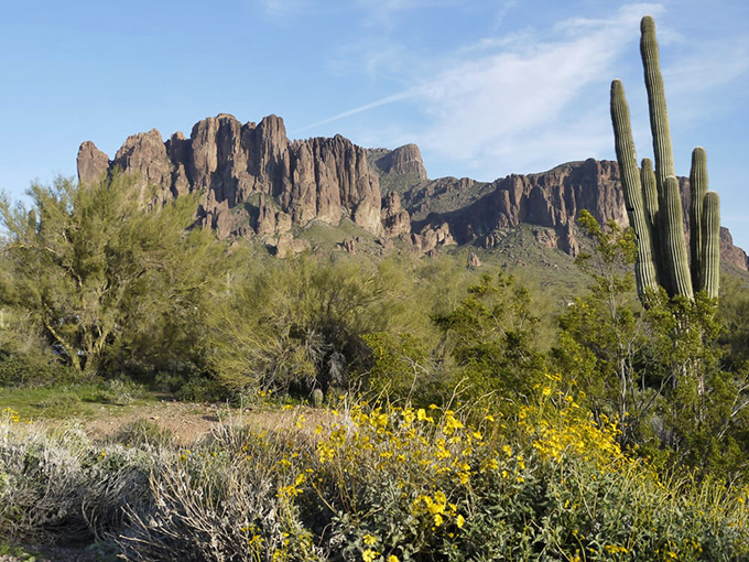 Saguaro cacti standing tall like nature's own welcoming committee. These desert sentinels have seen more sunsets than a retirement home in Florida.