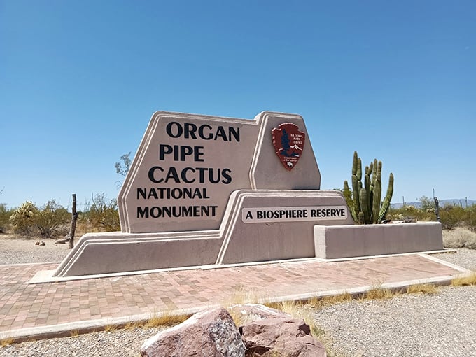 Organ Pipe Cactus National Monument: Where nature's pipe organ meets the desert symphony. Just don't try to play it &ndash; these pipes have a rather prickly disposition! Photo credit: Ty Johnson