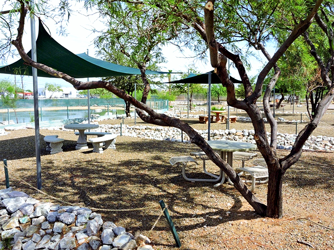 Nature's sunshade meets human ingenuity. This tranquil spot offers a perfect blend of desert beauty and comfort for your outdoor musings. Photo credit: Tucson / Lazydays KOA Resort