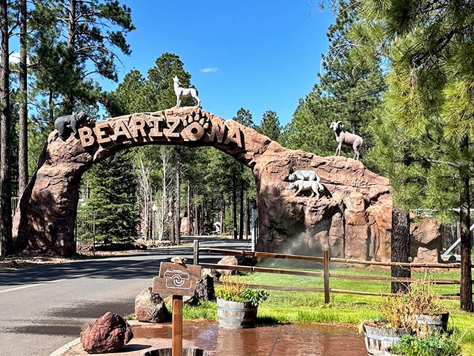 Bearizona's VIP entrance: Where every day is a walk on the wild side, and the dress code is always fur-friendly.