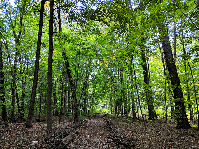 Where every turn is an adventure, and you half expect to bump into a friendly woodland creature asking for directions.