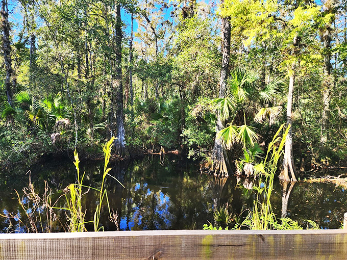 Swamp chic at its finest! This watery wonderland is where alligators go for their spa days and cypress trees strike a pose.