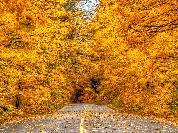 Fifty shades of autumn! This colorful canopy is Mother Nature's way of showing off her artistic side. Photo credit: Paradise Area Tourism Council