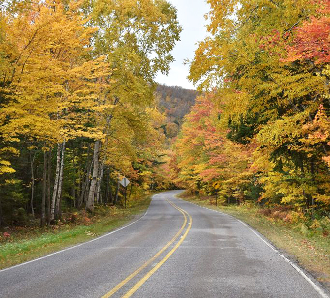Who needs yellow lines when you've got nature's own road markers? These trees are better than any GPS! Photo credit: Paradise Michigan