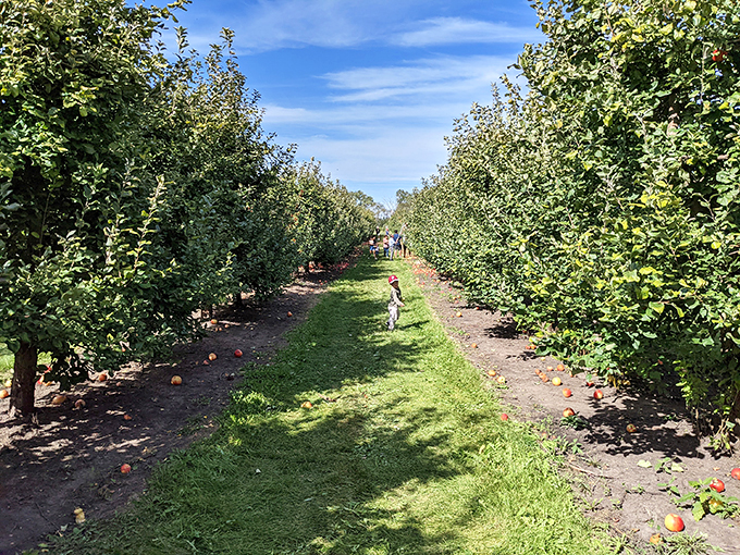 Fall's red carpet is rolled out! These apples are ready for their close-up, Mr. DeMille. Photo credit: Shawn Riggins
