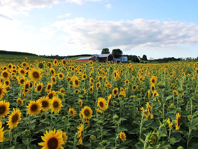 Ohio's answer to the Louvre's garden. Who needs the Eiffel Tower when you've got towers of sunflowers and juicy apples?