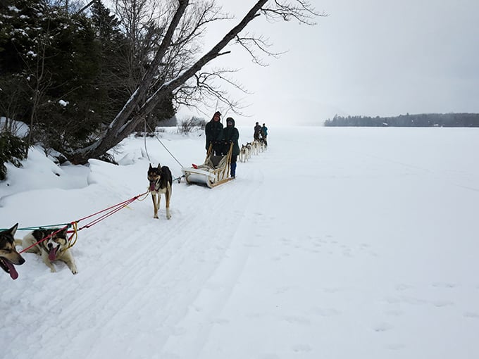 Mush, you huskies! These adventurers are about to star in their own Jack London novel, minus the hardships and plus some hot cocoa.