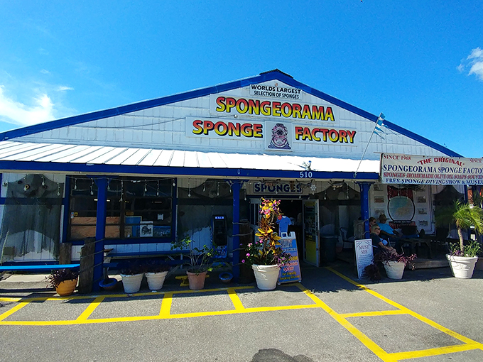 Soak up the sponge capital's charm! This factory-turned-attraction proves there's more to sponges than dishwashing duty.