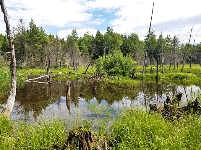 Sunkhaze Meadows: Where the grass is always greener&hellip; and bluer&hellip; and every other color. It's nature's mood ring!