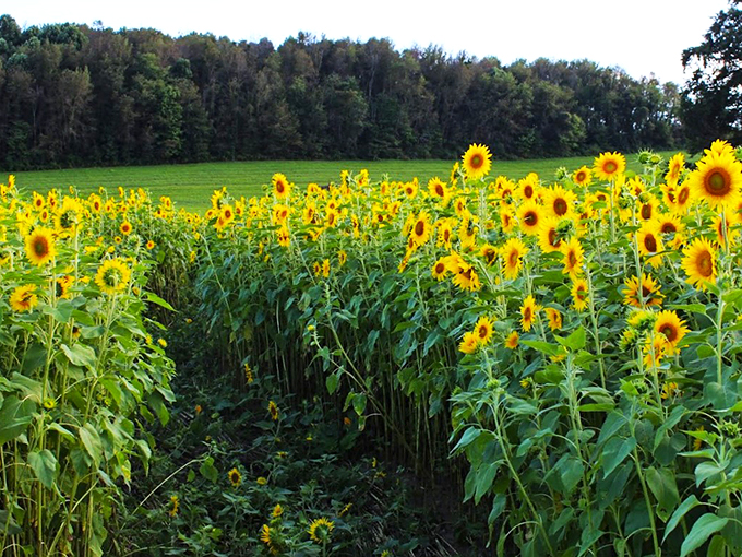 Pick-your-own paradise! Where sunflowers and fruit trees mingle like old friends at a garden party. Delicious and photogenic&mdash;talk about overachieving!