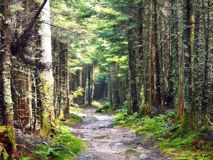 Equinox trails: Where every step is a choose-your-own-adventure in Mother Nature's playground.