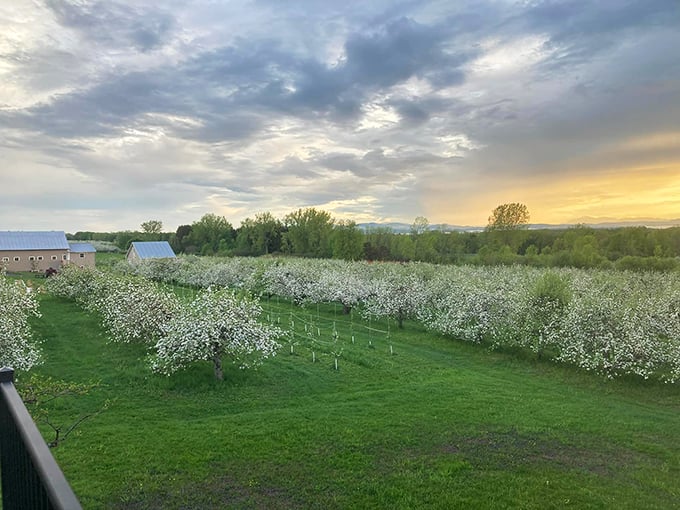 Apple picking with a view! Lake Champlain provides a stunning backdrop for this orchard's fruity offerings.