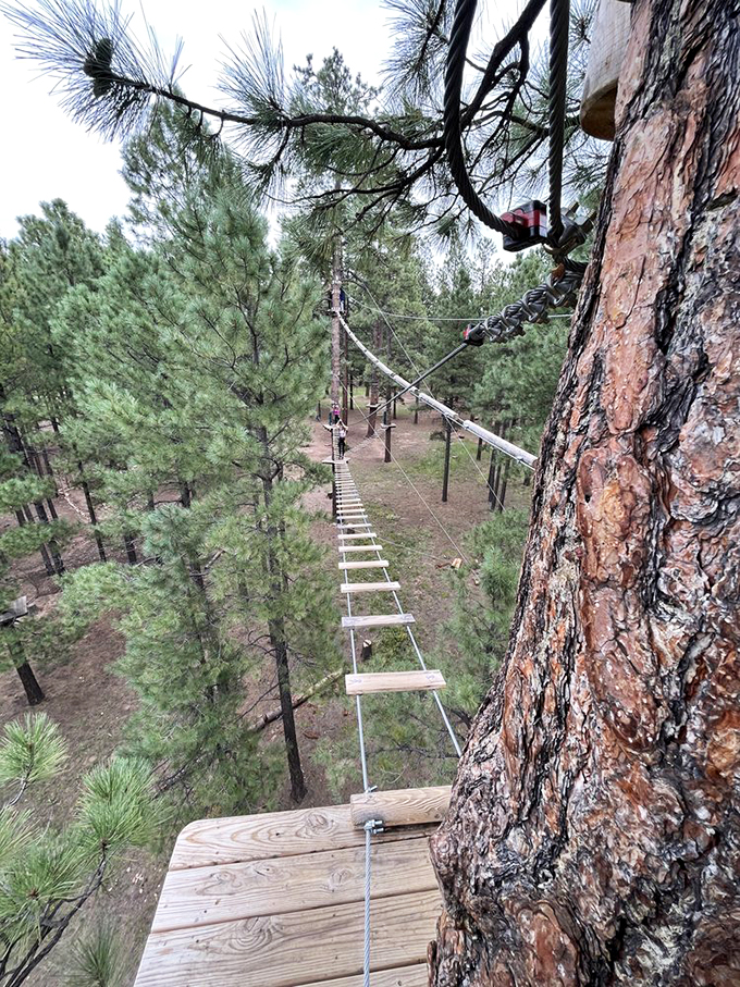 Talk about a bird's eye view! This high-flying adventurer is getting a squirrel's perspective of the forest. Acorn not included.