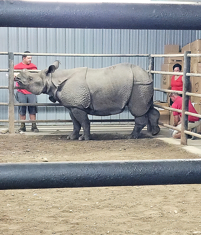Behind the scenes with the rhino whisperers. These dedicated staff members ensure our horned friends are living their best life.