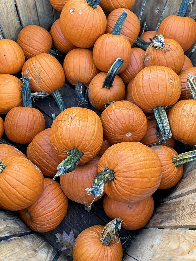 Squash goals! This pumpkin patch is serving up more variety than a Thanksgiving potluck. Time to find your perfect gourd-ian angel.
