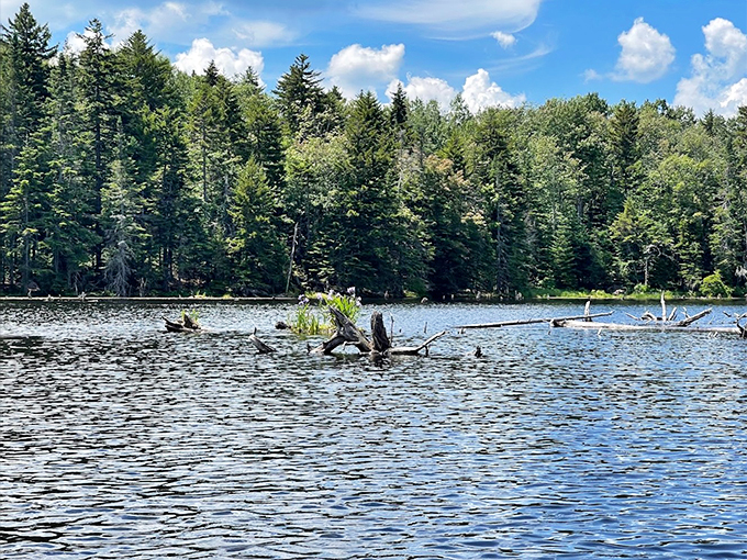 Driftwood sculptures dot the water like nature's art installation, while evergreens stand guard at this peaceful mountain lake.