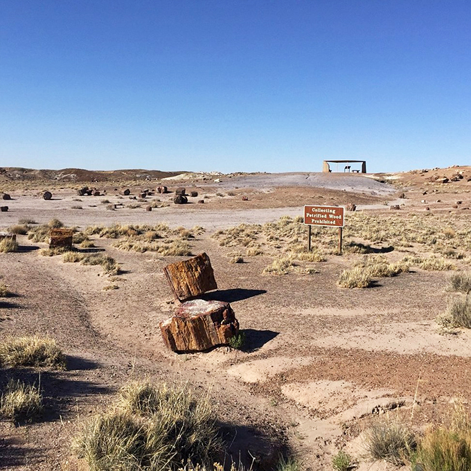 Take only pictures, leave only footprints. This sign is nature's way of saying, "Look, but don't touch!" &ndash; a rule that applies to both petrified wood and all-you-can-eat buffets. Photo credit: BangkokSachse