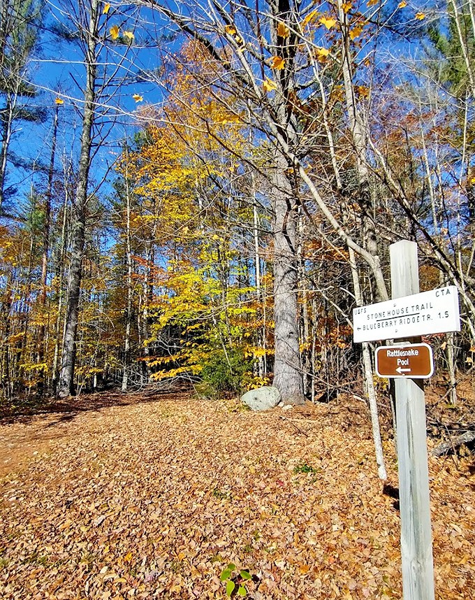 Autumn paints the forest in golden hues, while trail markers keep adventurers on track to hidden wonders.
