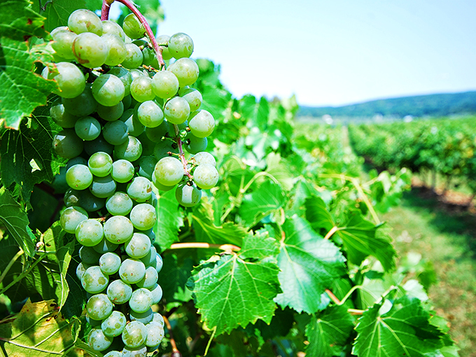 Nature's jewelry box! These sun-kissed grapes are the crown jewels of Boyden Valley, promising future bottles filled with Vermont's liquid sunshine.